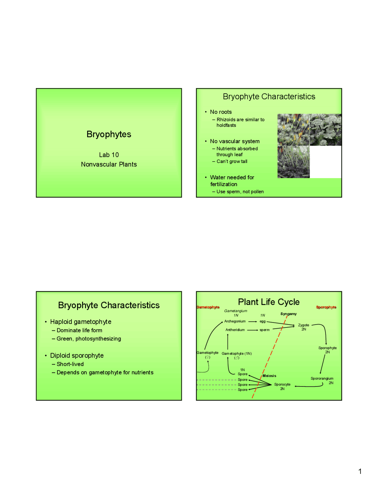 Bryophyte Characteristics | Study notes Anatomy | Docsity