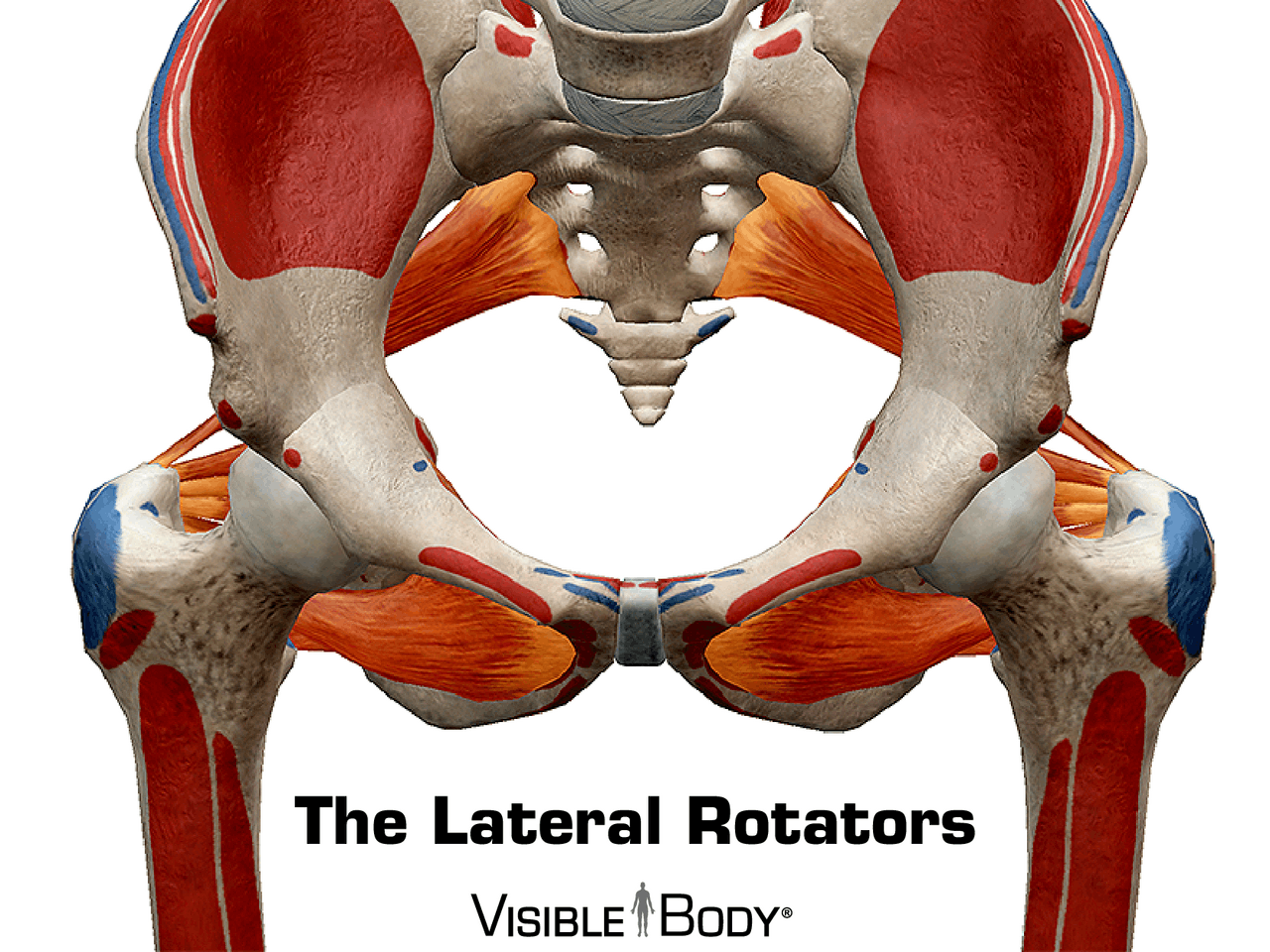 The Lateral Rotators | HubSpot | Study notes Latin | Docsity