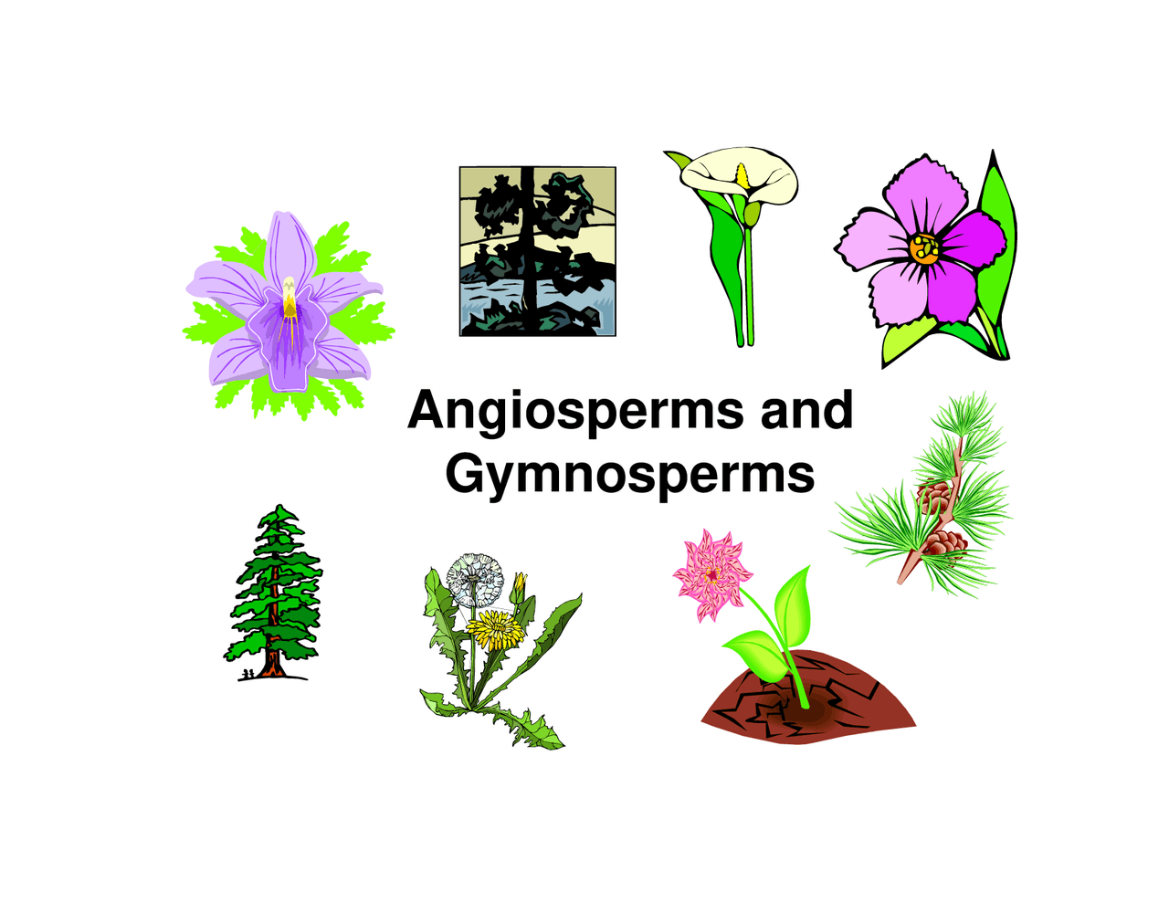 Angiosperms and Gymnosperms | Study notes Anatomy | Docsity