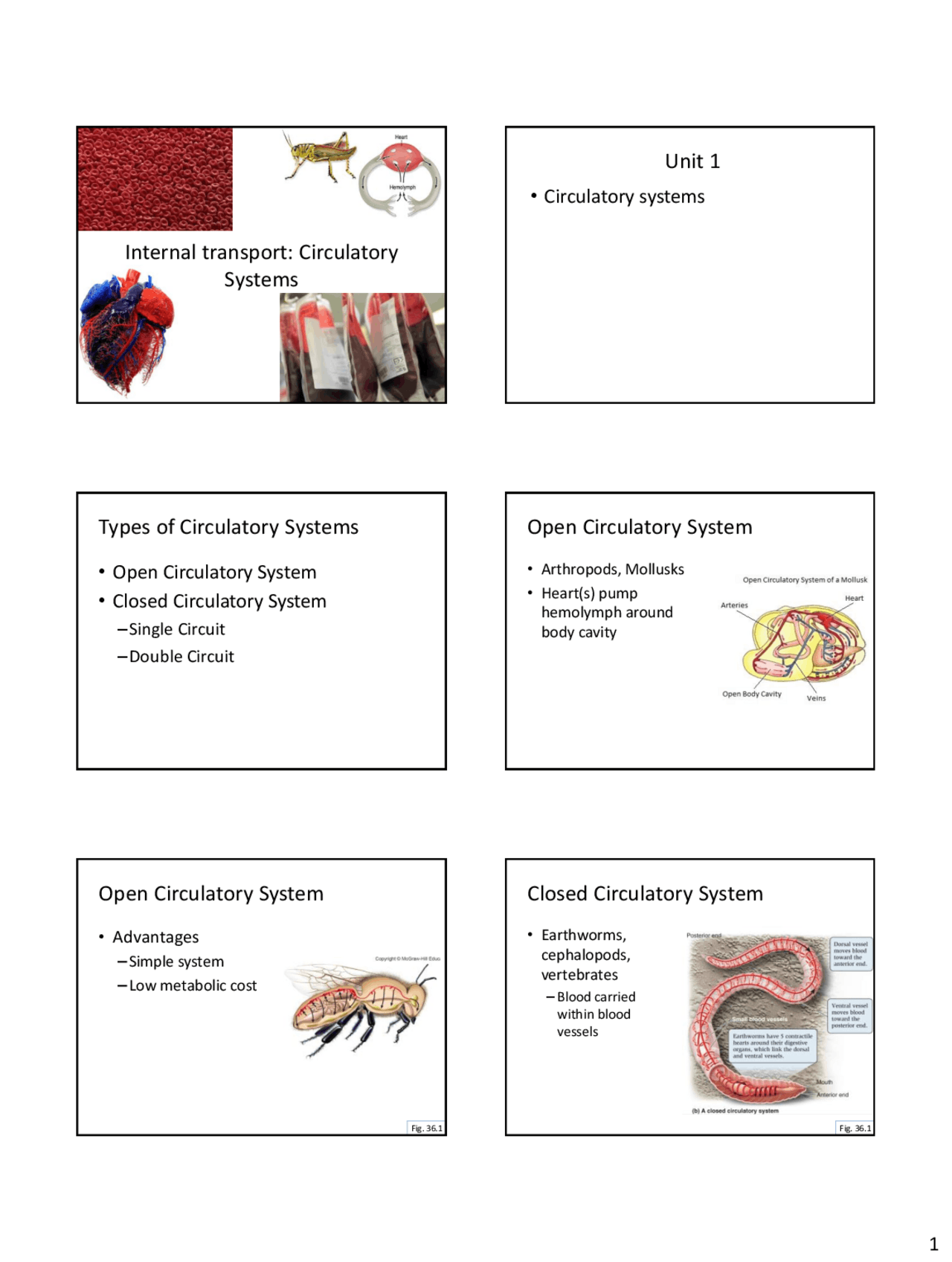 Internal transport: Circulatory Systems Unit 1 | Exercises Human ...