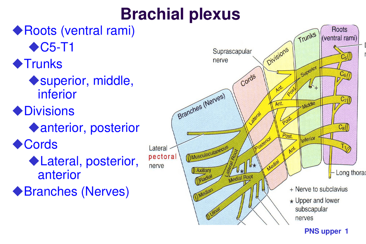 Anatomy of the Brachial Plexus: Structure and Branches in the Upper ...