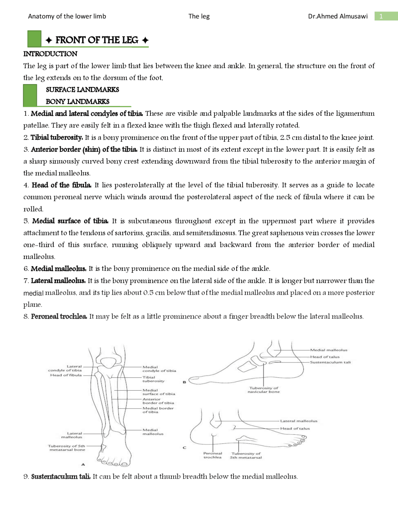 Anatomy Of The Lower Limb T Slides Anatomy Docsity