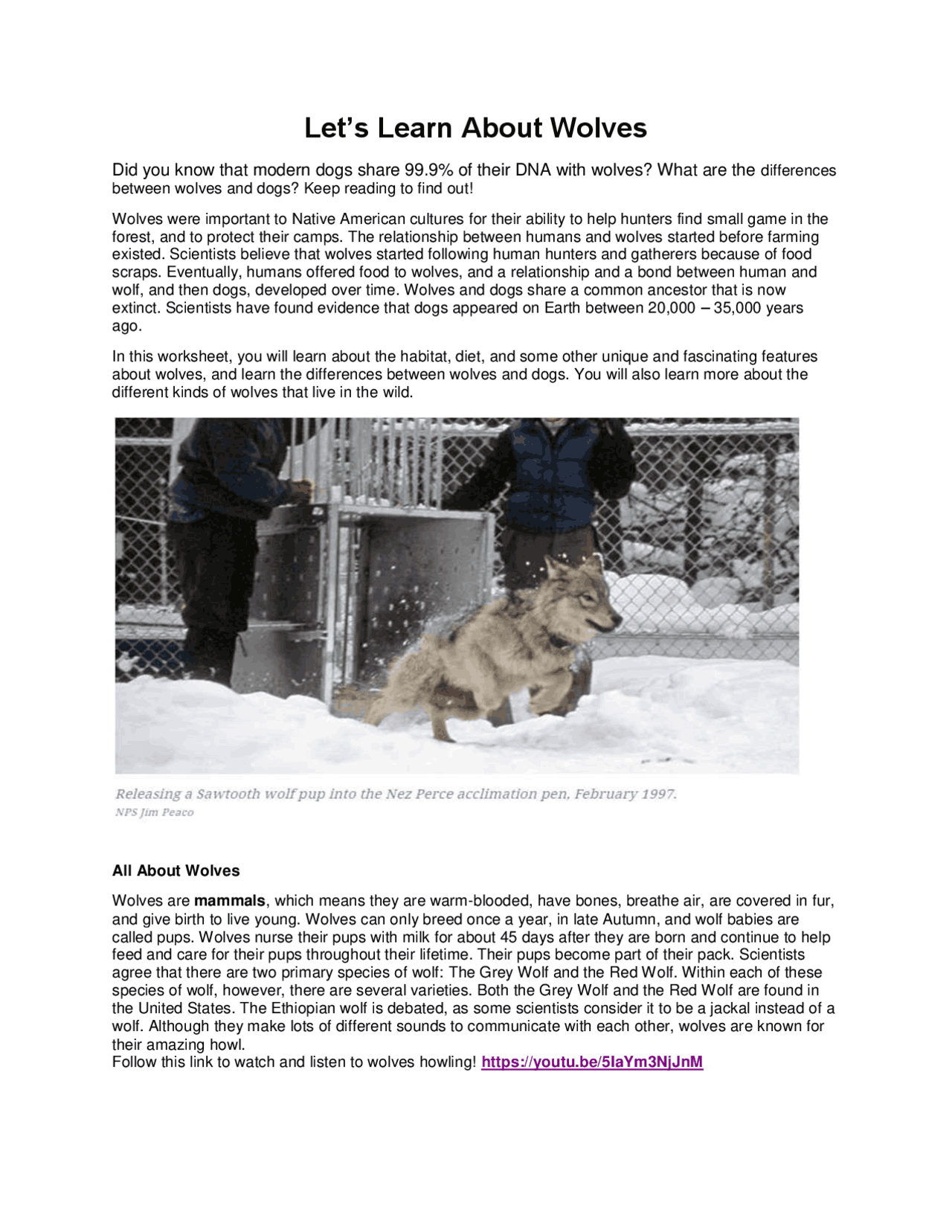 Understanding Wolves: Habitat, Diet, and Differences with Dogs | Study ...