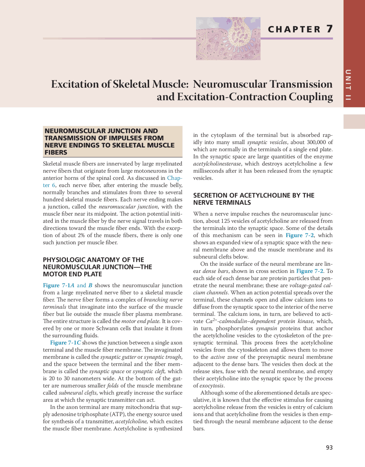 Excitation of Skeletal Muscle - Contraction Coupling | Schemes and Mind ...
