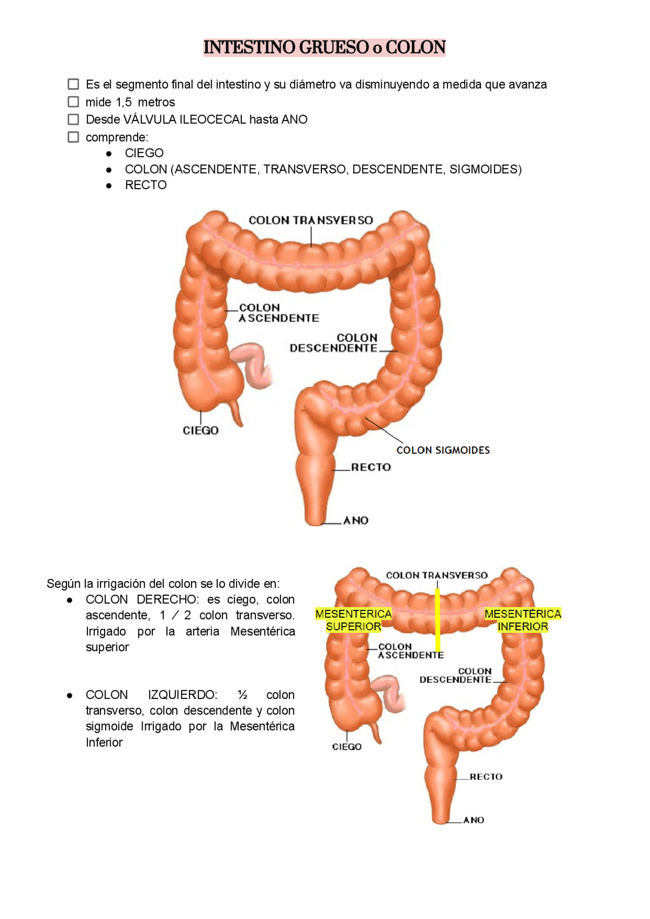 COLON. descripcion anatomica | Apuntes de Anatomía | Docsity