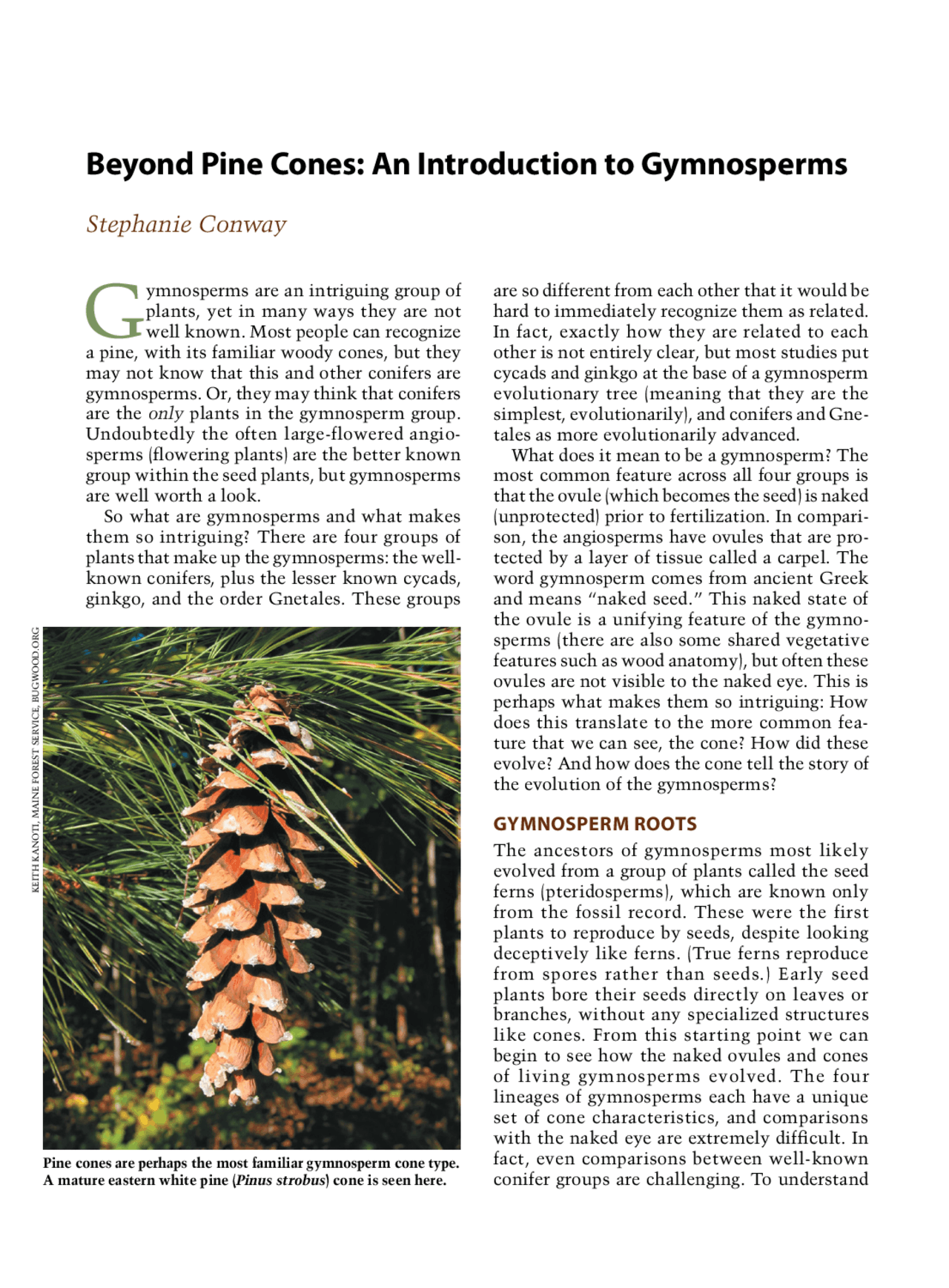 Beyond Pine Cones An Introduction To Gymnosperms Arnoldia Lecture