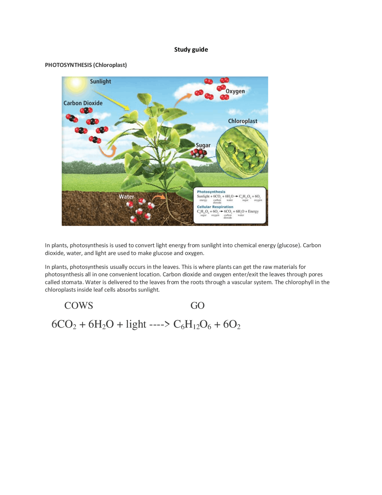 Photosynthesis and Cellular Respiration: The Processes of Energy ...