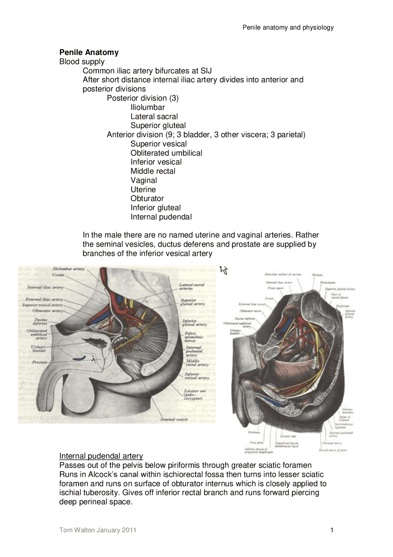 Penile Anatomy and Physiology: Blood Supply and Nervous System ...