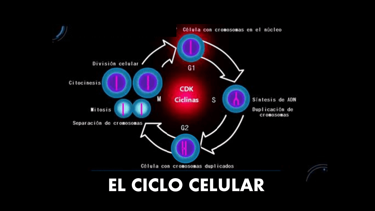 Ciclo Celular En Celulas Eucariotas Clase De Ciclo Celular Completa