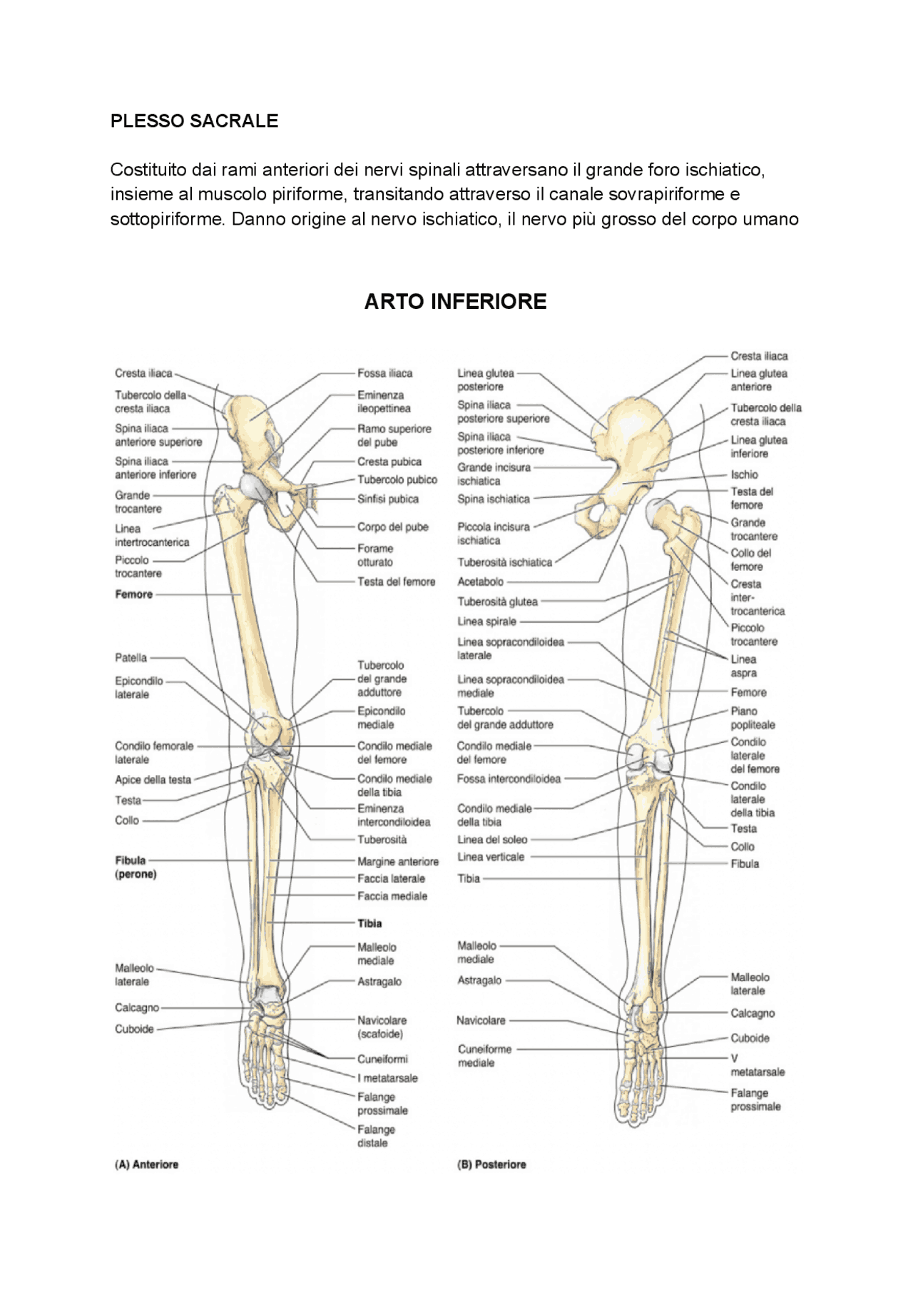 Anatomia Umana Scienze Motorie Schemi E Mappe Concettuali Di Anatomia