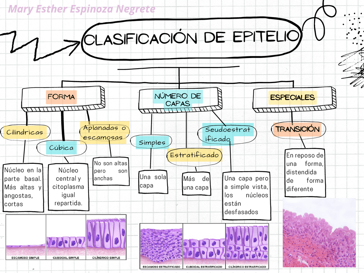 Clasificación De Epitelio Apuntes De Histología Docsity