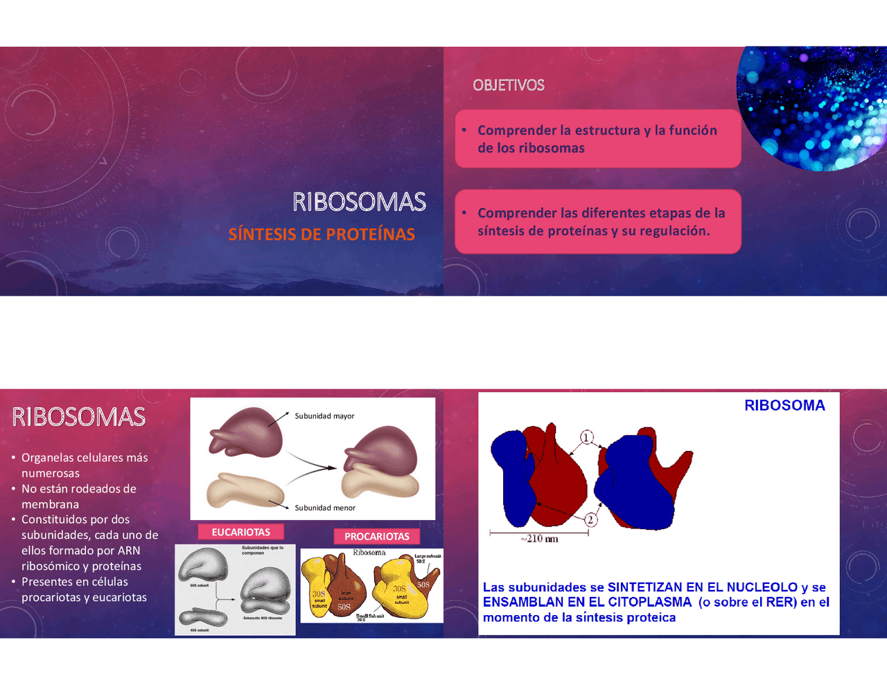 Síntesis de Proteínas: Función de los Ribosomas y Etapas de la ...