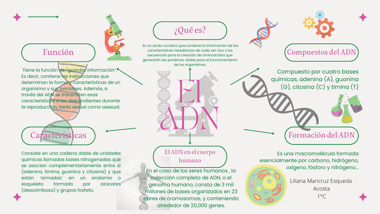 GENERALIDADES DEL ADN | Esquemas y mapas conceptuales de Genética | Docsity