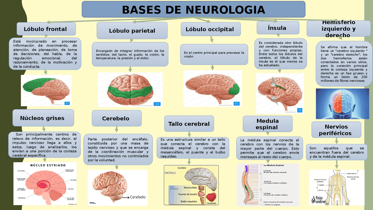 Dolor Resumen 123445 Esquemas Y Mapas Conceptuales De Neurología
