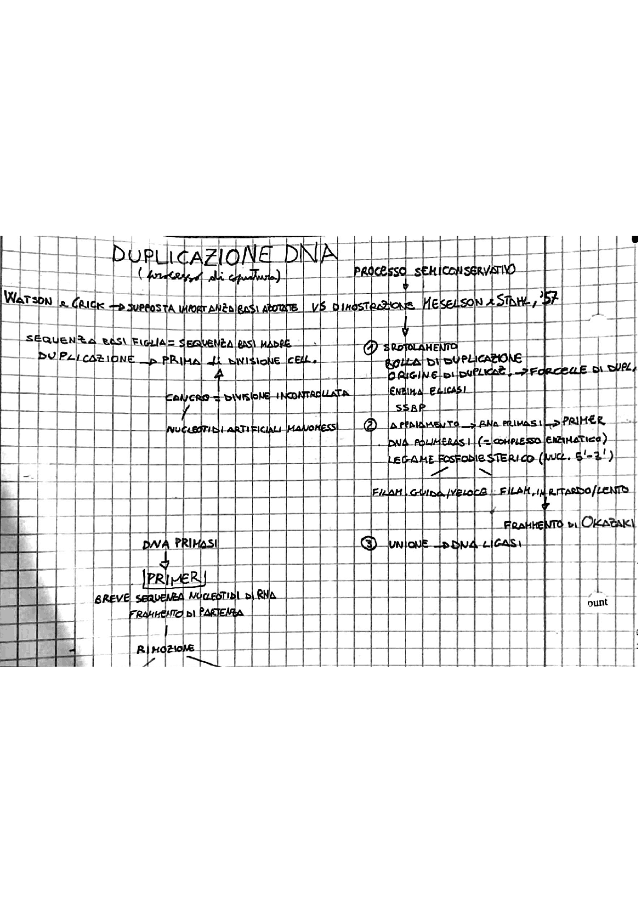 Duplicazione Del Dna Schemi E Mappe Concettuali Di Biologia Docsity