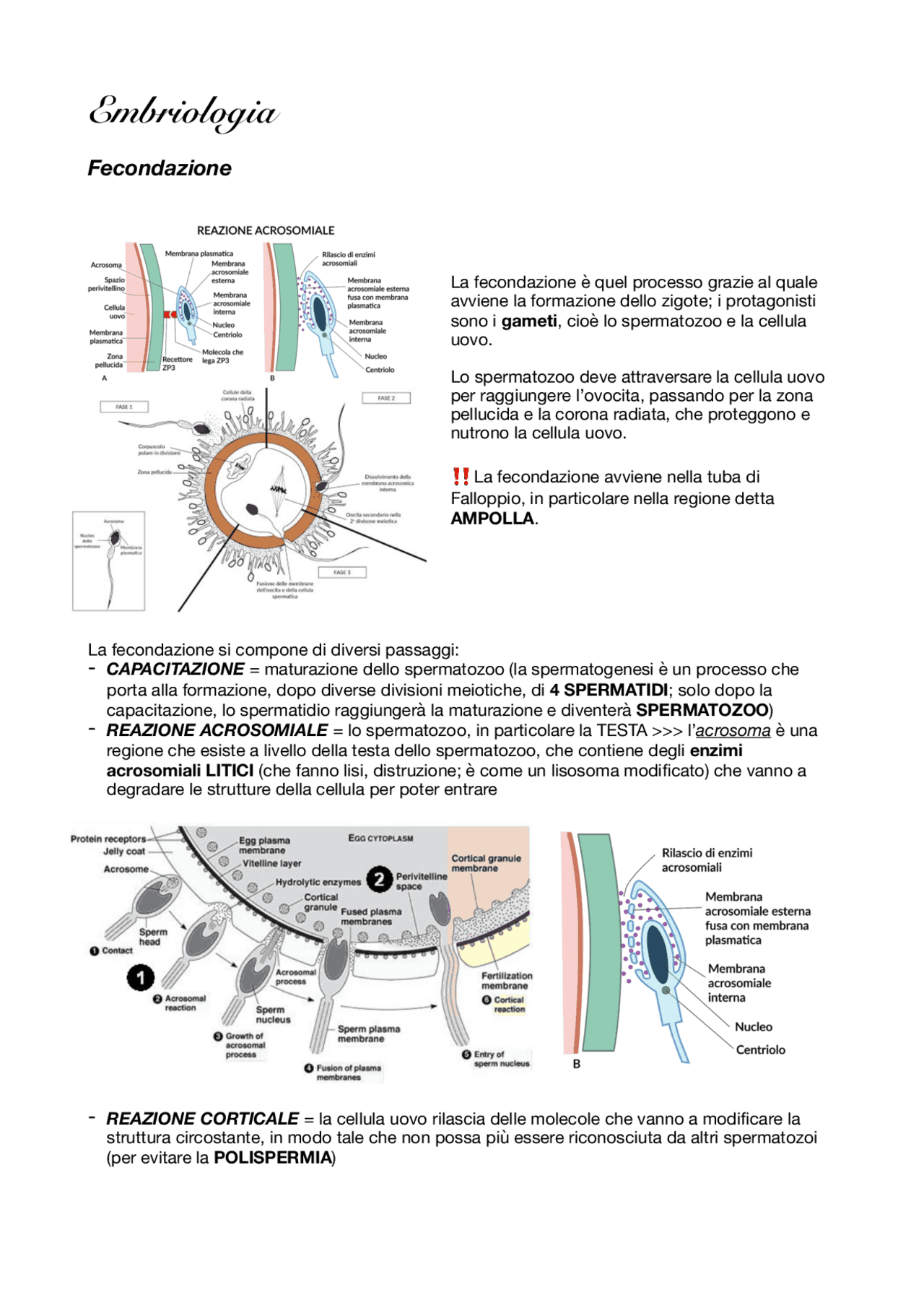 Biologia - embriologia med | Appunti di Biologia | Docsity