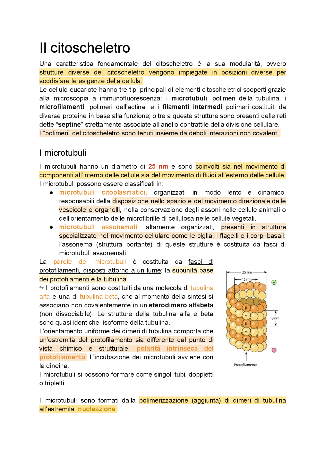 Il Citoscheletro Appunti Appunti Di Biologia Cellulare Docsity