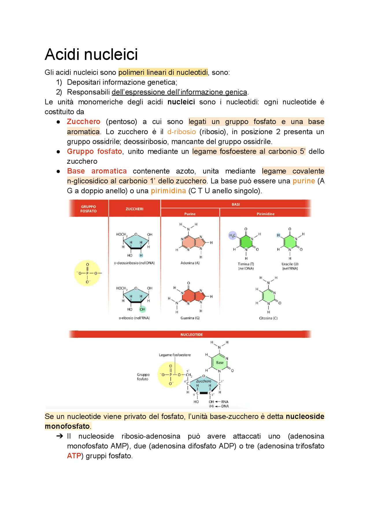 Gli Acidi Nucleici Appunti Appunti Di Biologia Cellulare Docsity