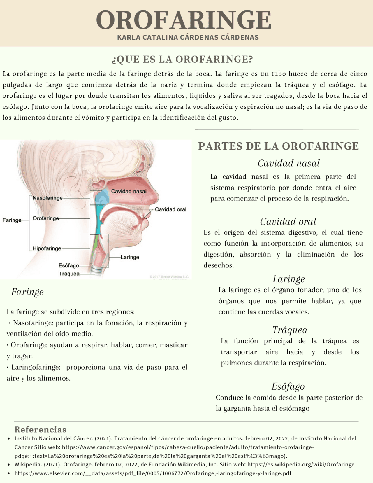 La orofaringe sus funciones y sus características a profundidad y con ...