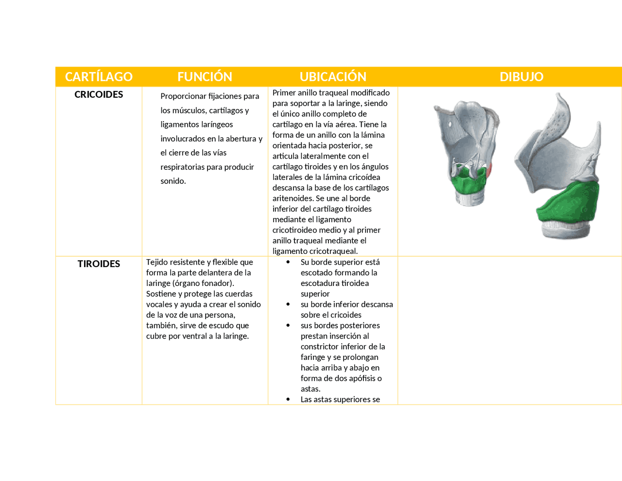 Cartilagos de la laringe. | Apuntes de Anatomía | Docsity