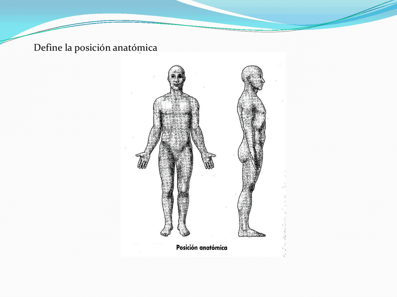 Practica Médica De Nutrición Resúmenes De Morfología De Plantas Docsity