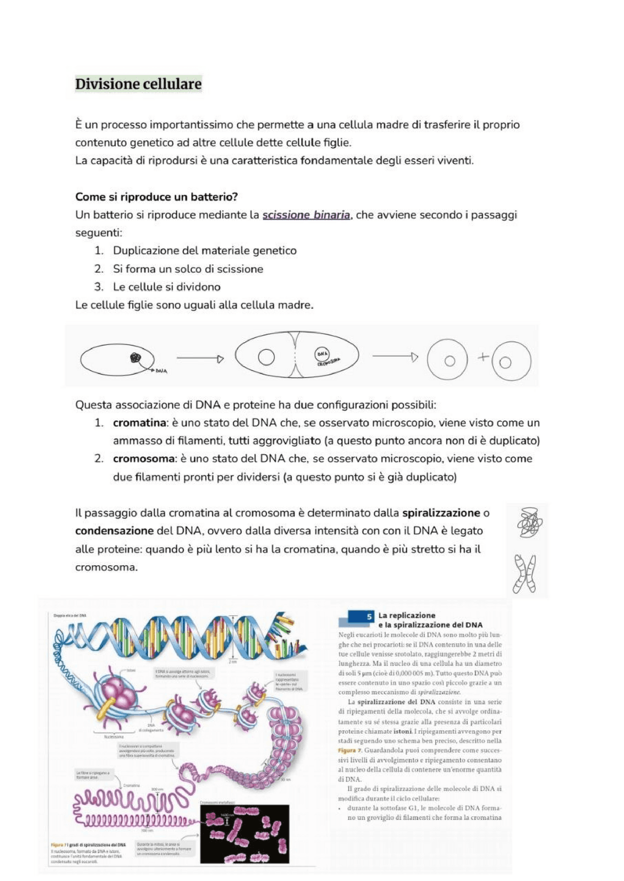 Divisione Cellulare Spiegazione Appunti Di Biologia Docsity