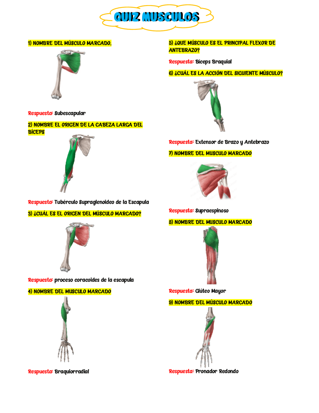 Test de músculos para certamen | Apuntes de Anatomía | Docsity