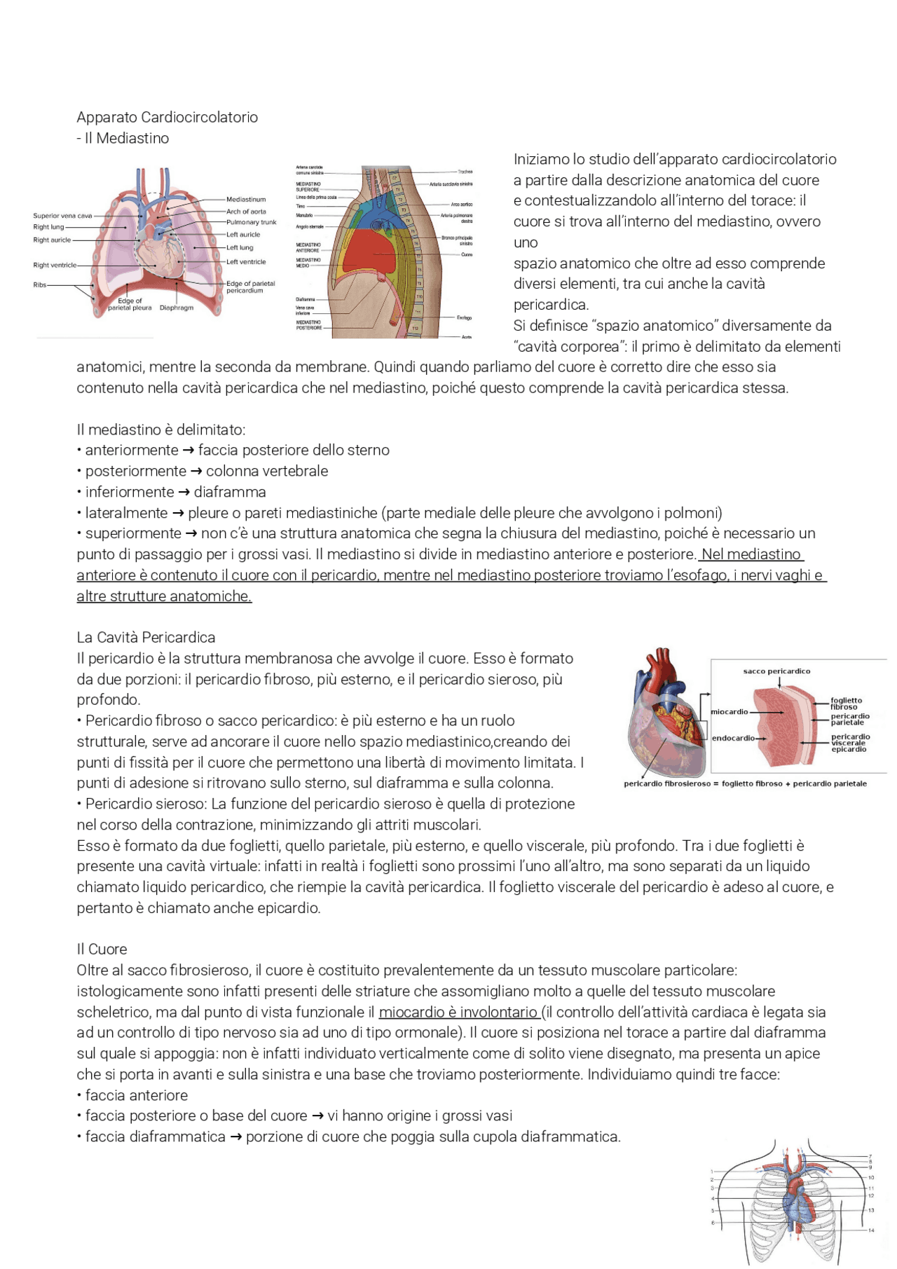 Anatomia Sistema Circolatorio Dispense Di Anatomia Docsity