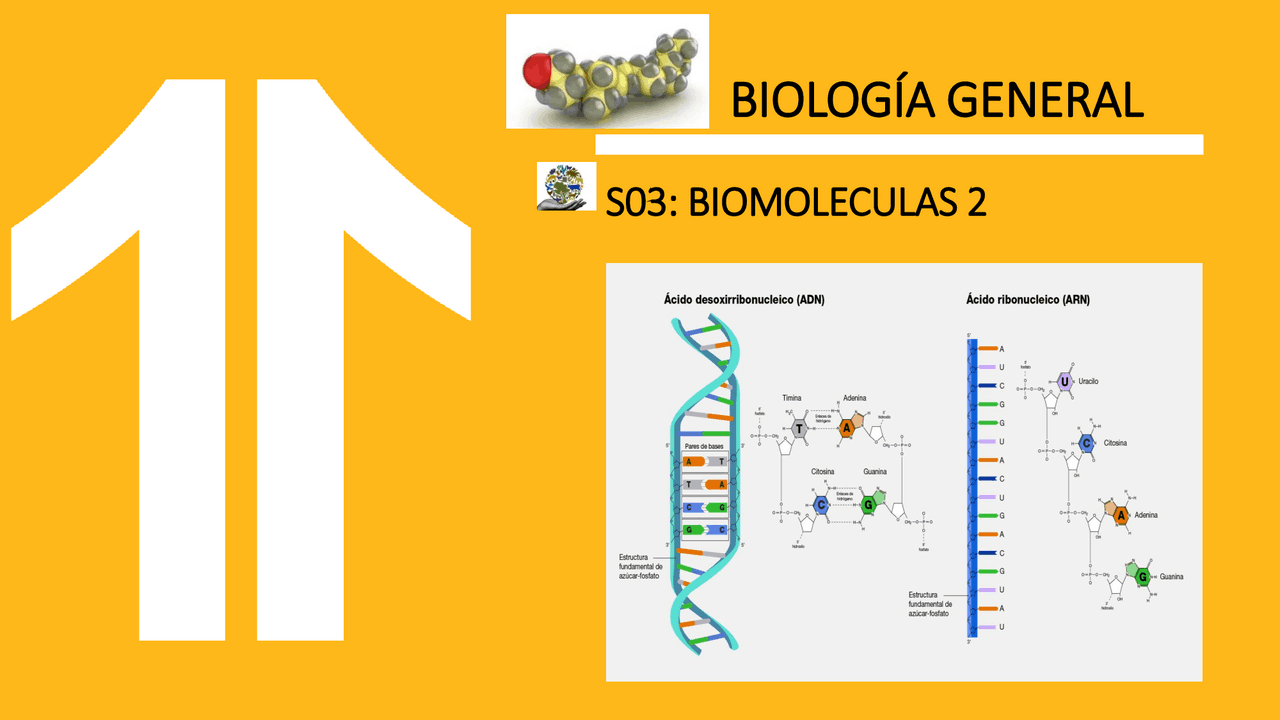 Reconocimiento De Biomoleculas Monografías Ensayos De Biología
