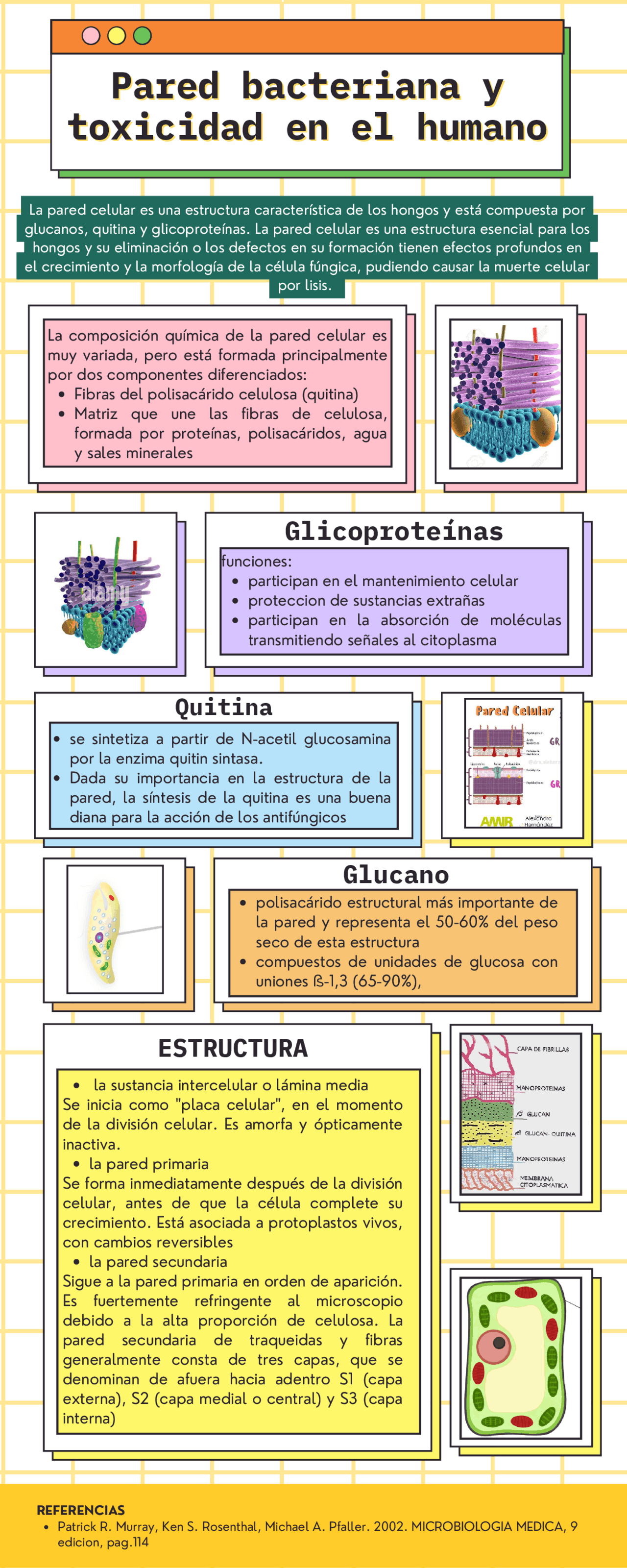 Estructura Y Función De Los Hongos La Increíble Biología Y
