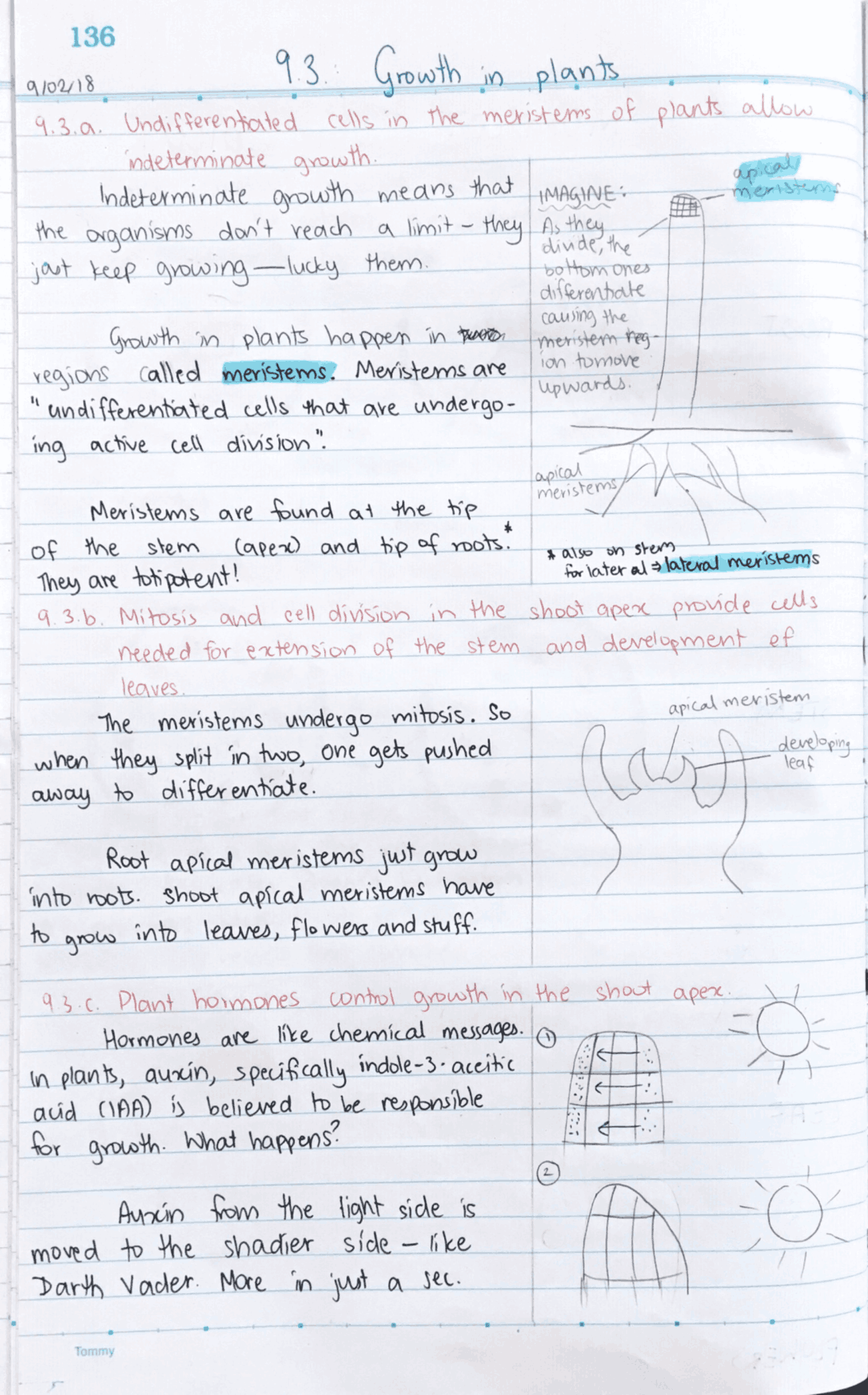Growth in plants - Biology HL | Study notes Biology | Docsity