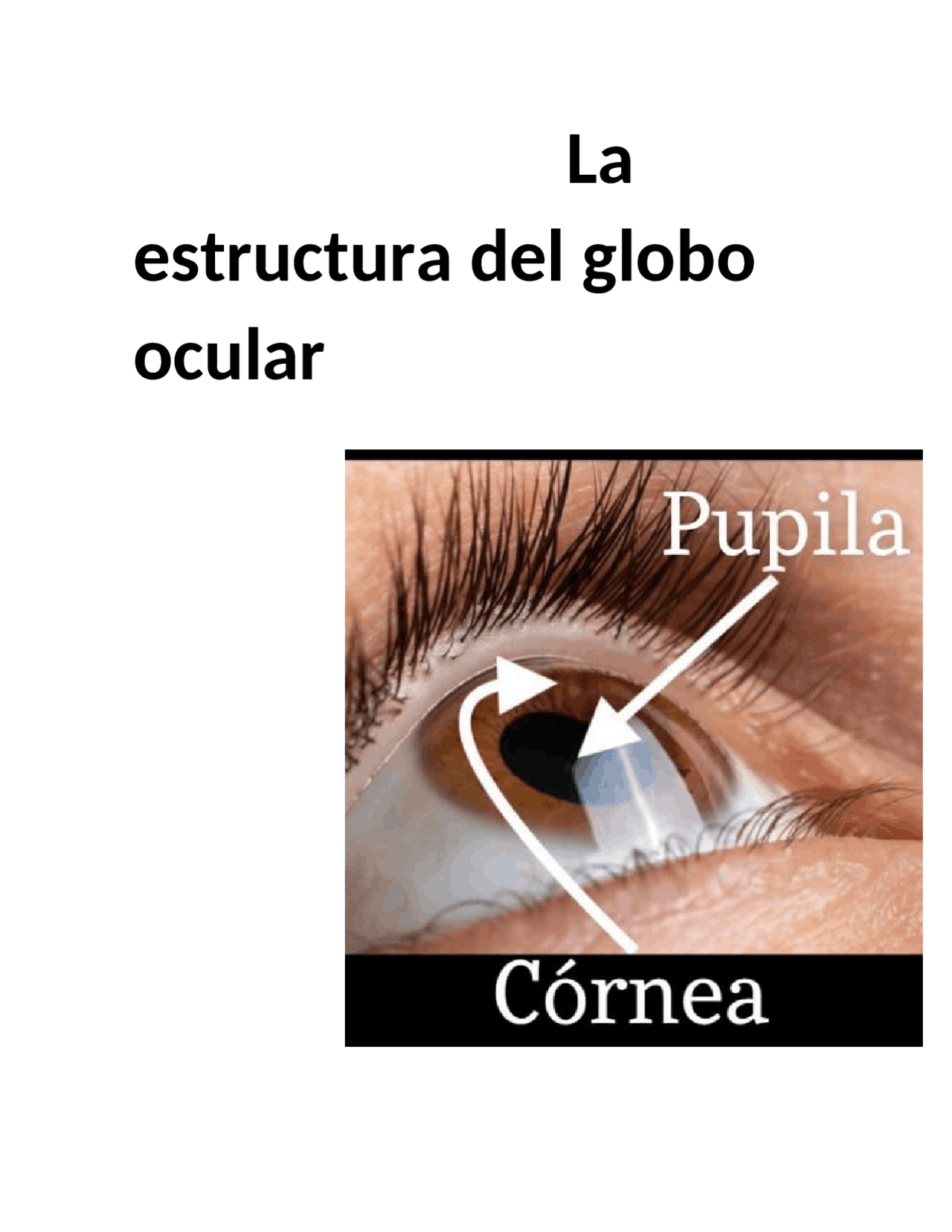 INFORME DISECCION OJO DE LA VACA | Guías, Proyectos, Investigaciones de ...