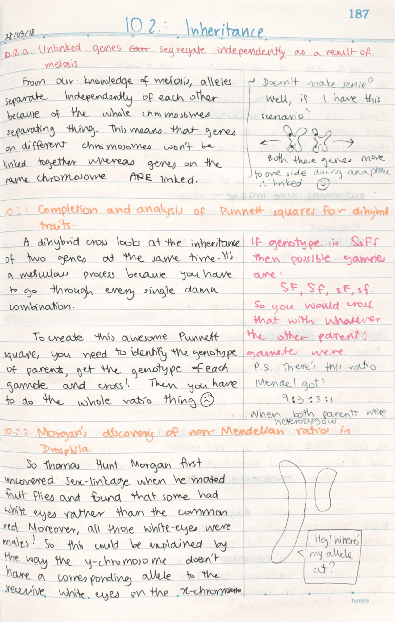 Inheritance - Biology HL | Study notes Biology | Docsity