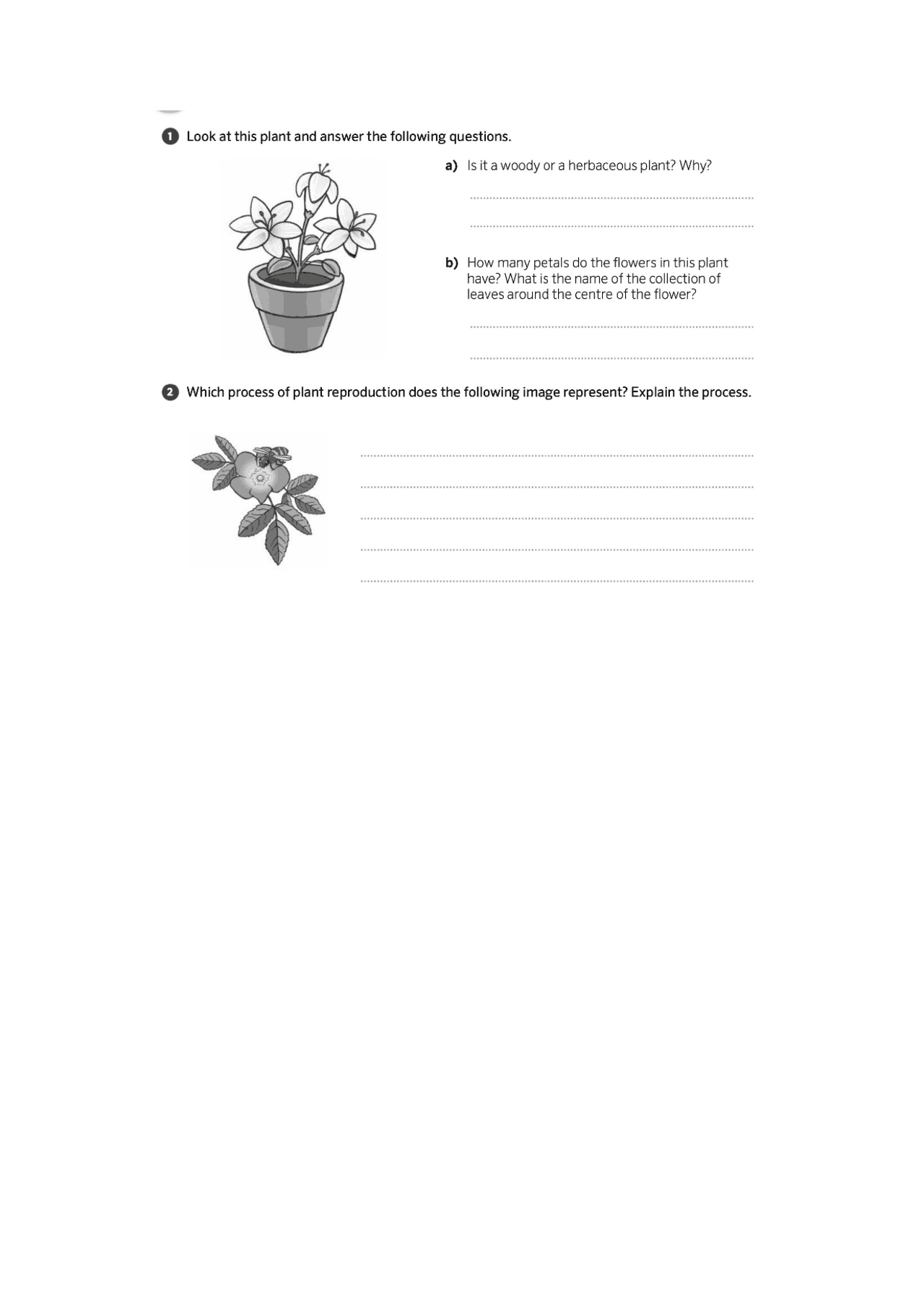 Revision exercises - plants | Exercises English | Docsity