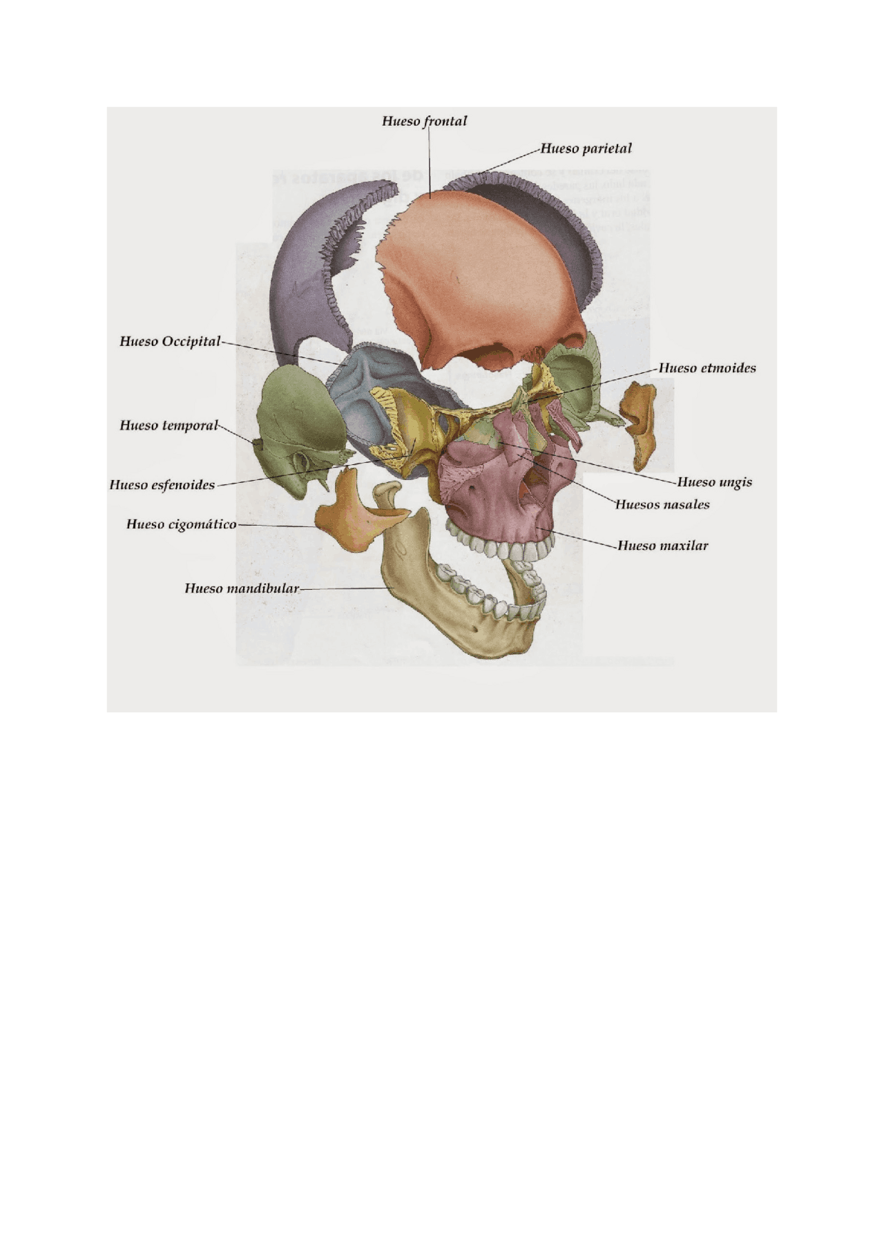 Etmoides:El hueso etmoides es un hueso esponjoso e irregular del cráneo ...