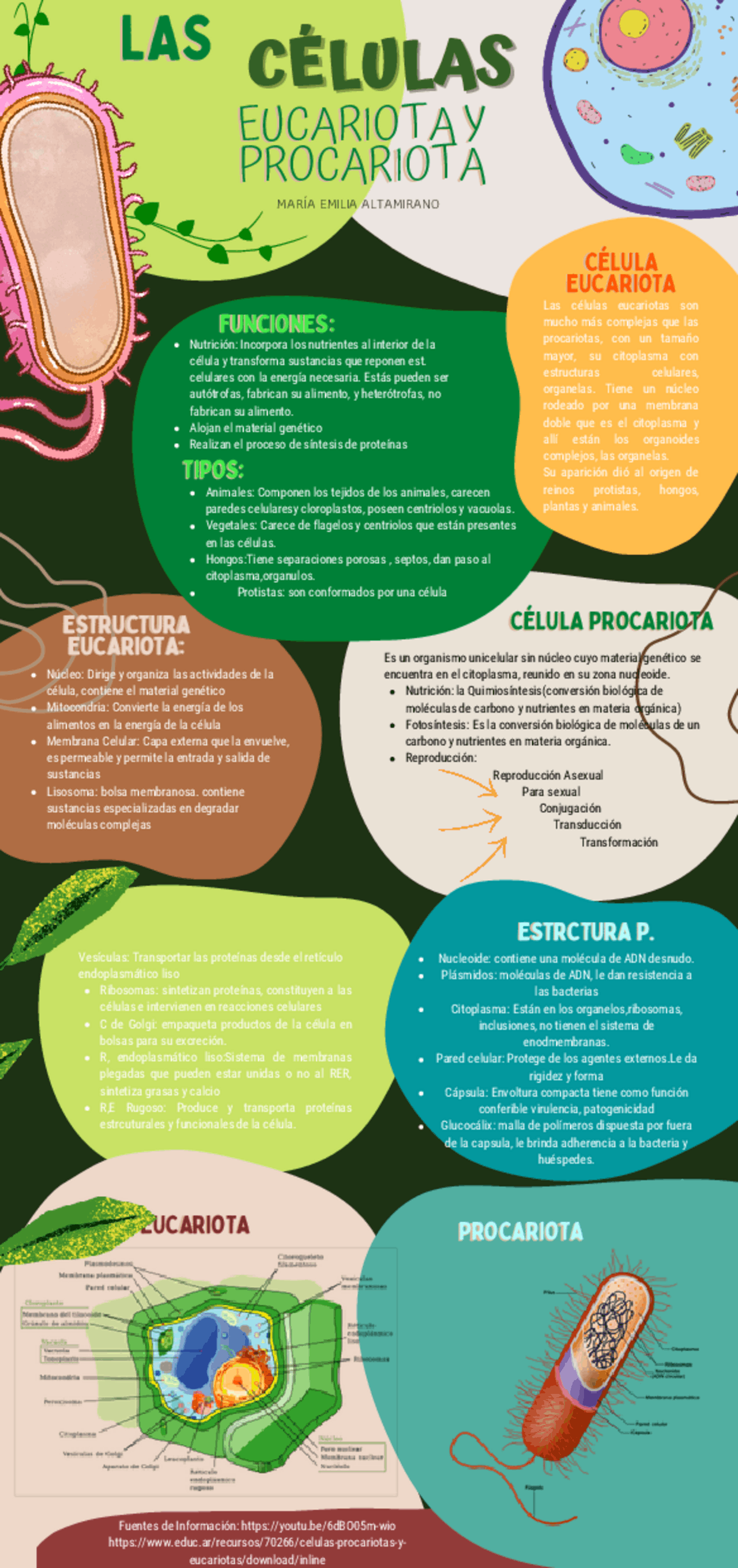 Celulas Eucariotas Y Procariotas Esquemas Y Mapas Conceptuales De