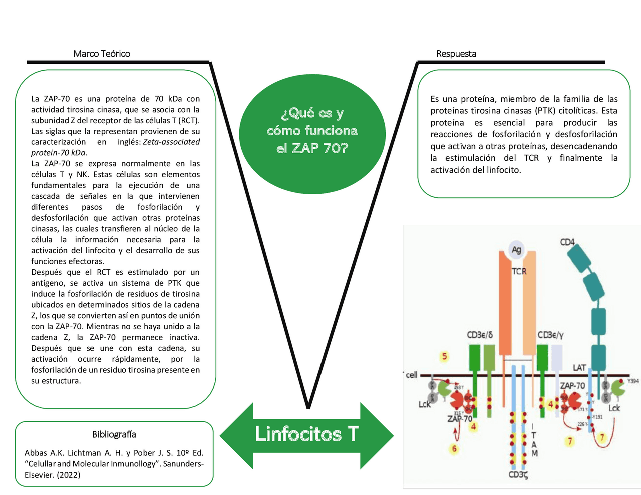 Linfocitos T Y Zap 70 Apuntes De Inmunología Docsity
