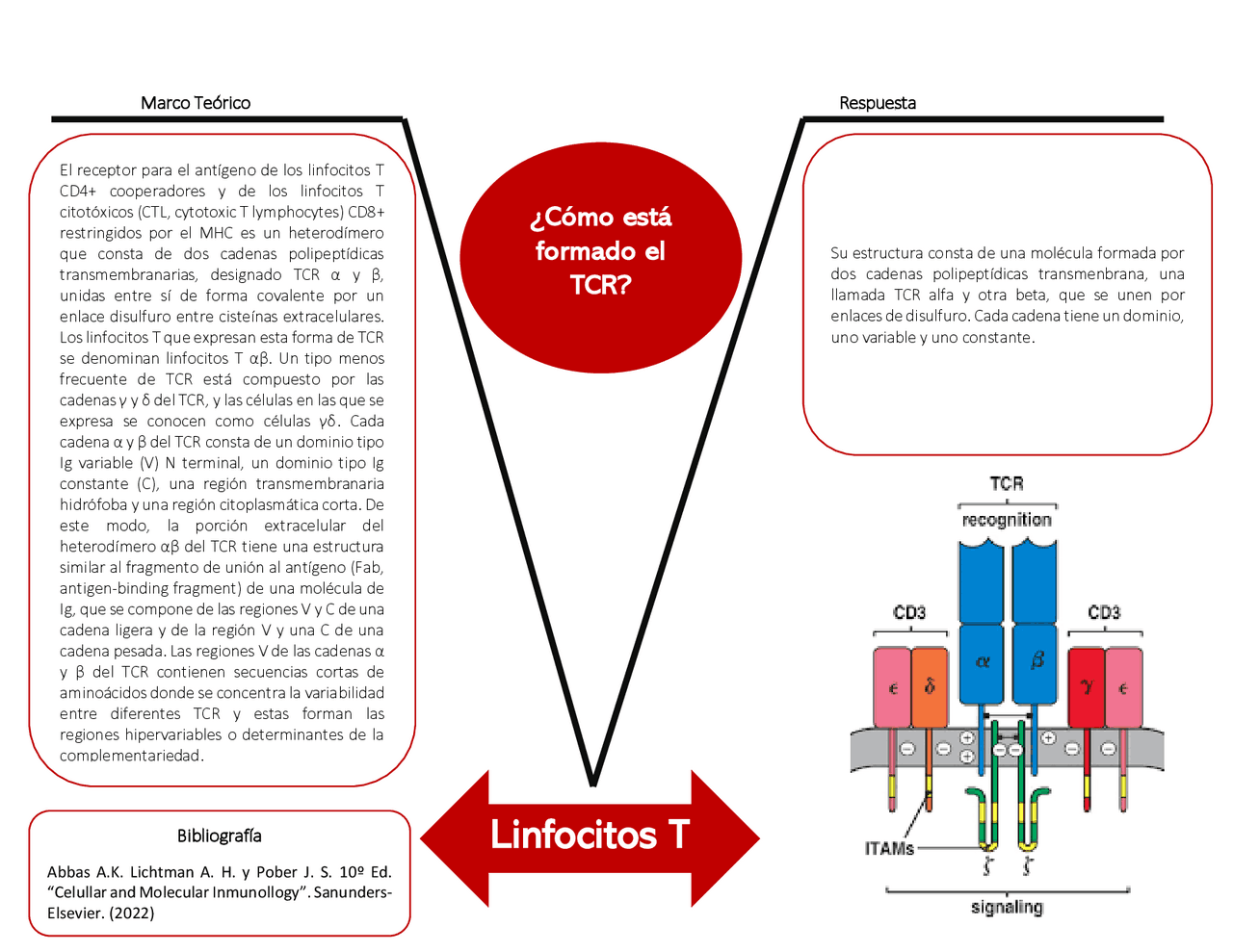 Linfocitos T Colaboradores Y Citotoxicos Apuntes De Inmunología Docsity