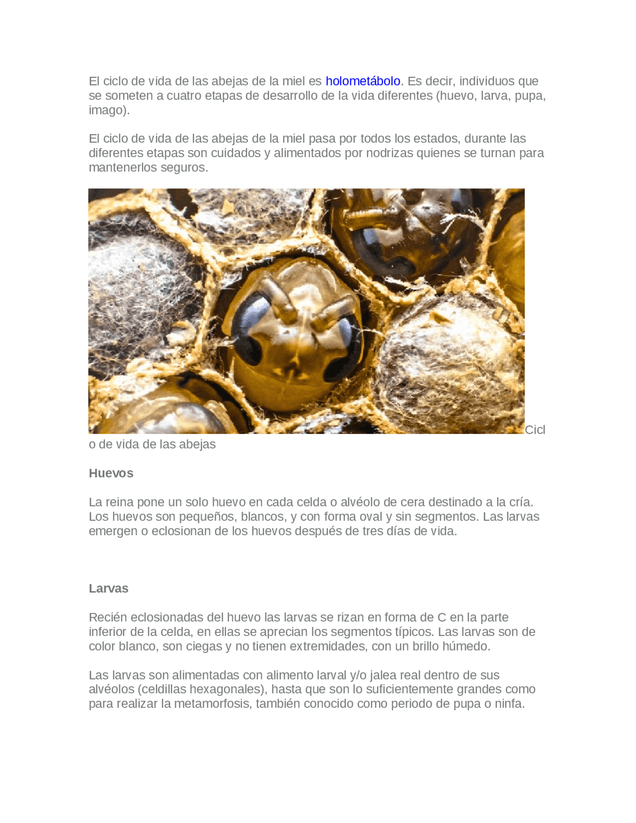 El ciclo de vida de las abejas | Diapositivas de Biología | Docsity