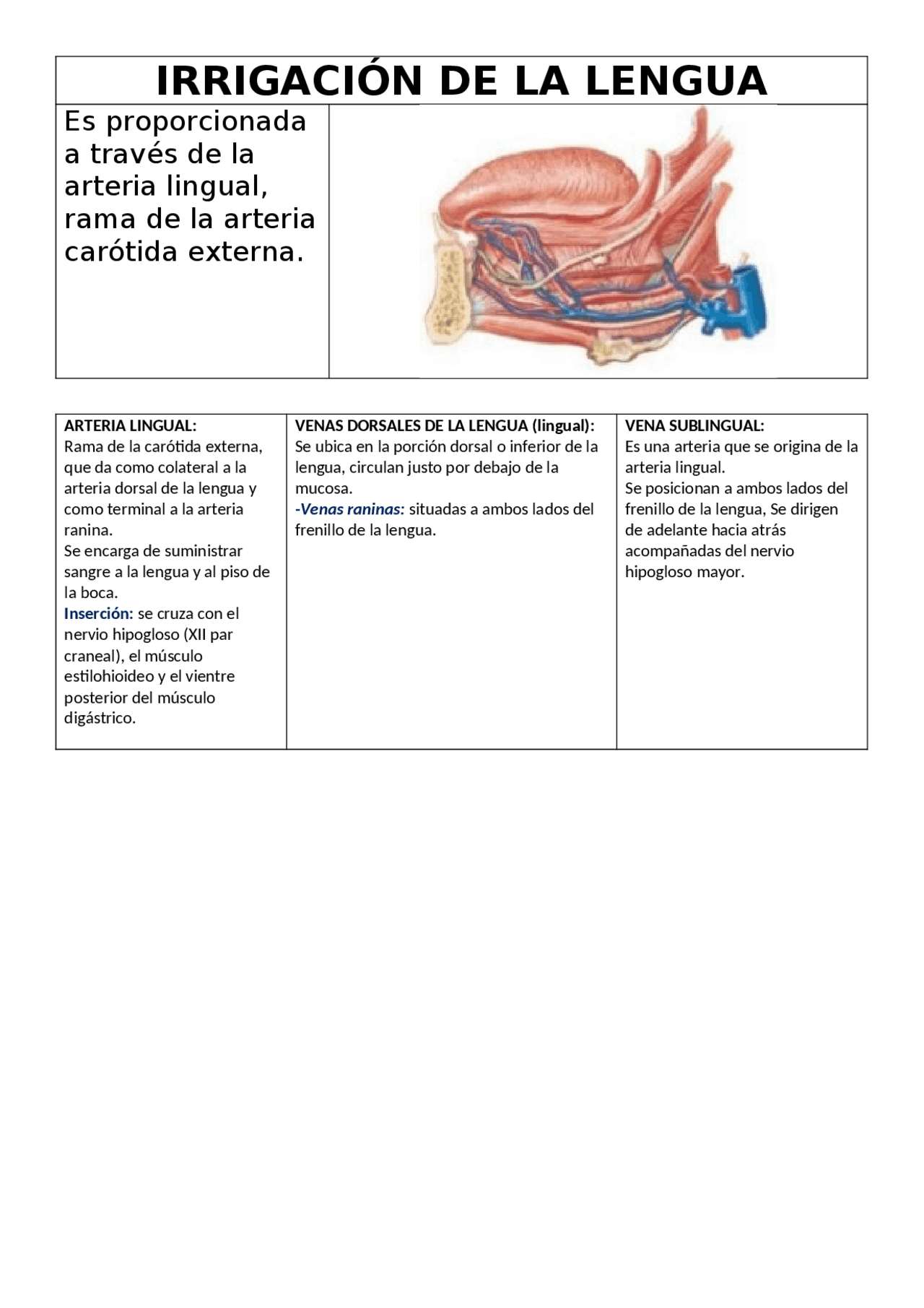 Arteria Lingual Hiogloso