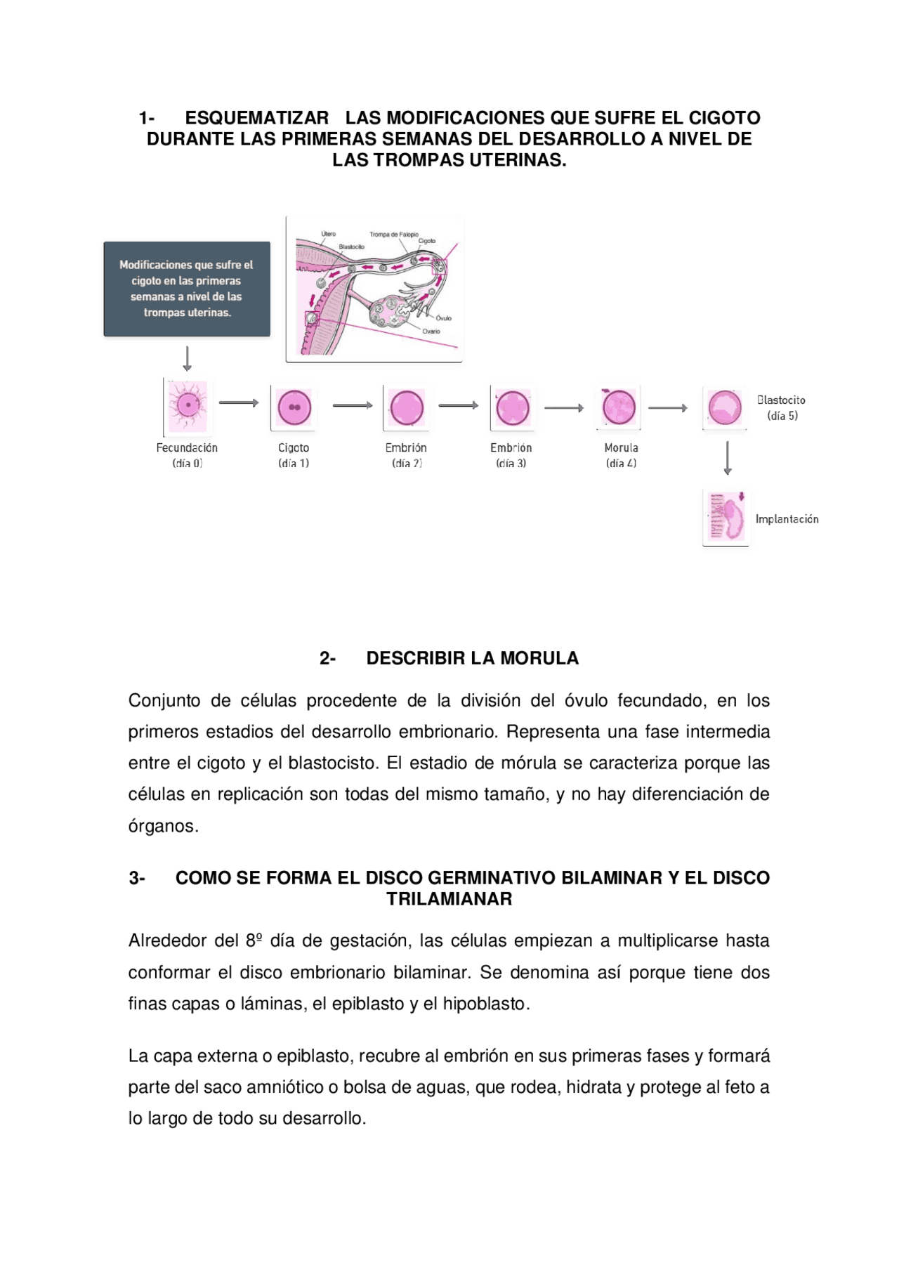 Embriologia Practica 2 Apuntes De Embriología Docsity