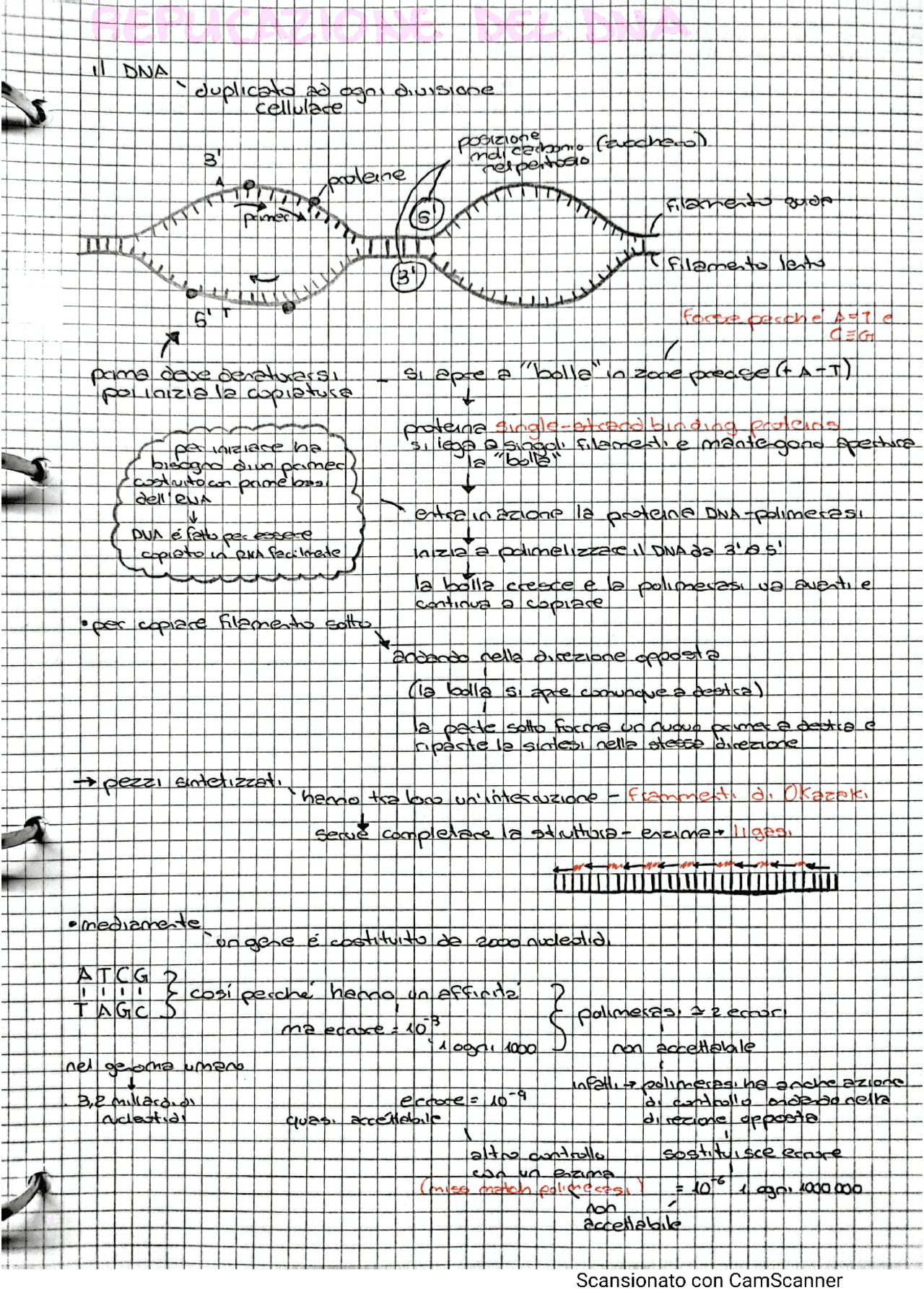 Replicazione Del Dna Schemi E Mappe Concettuali Di Biologia Docsity