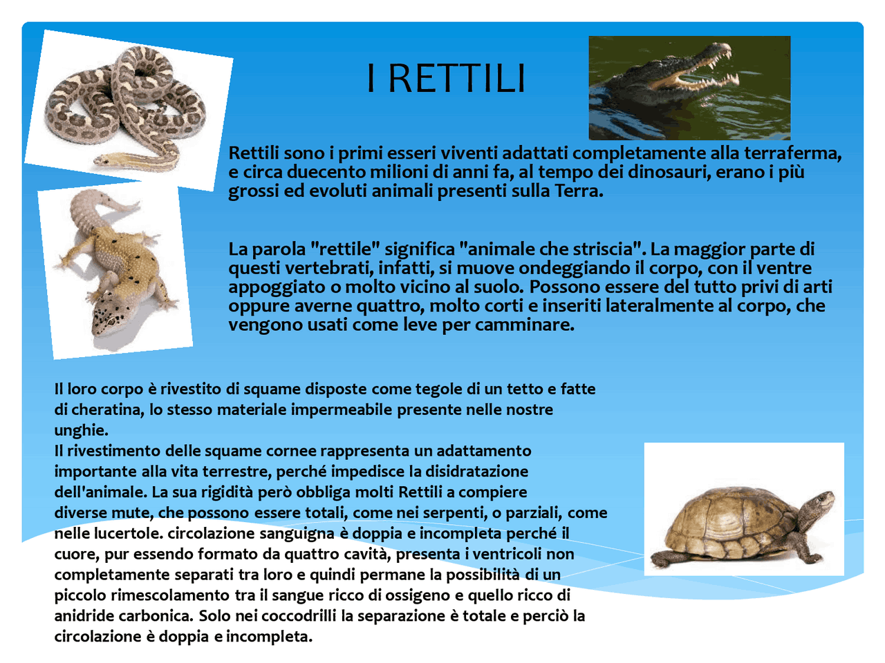 Rettili: Caratteristiche, Circolazione Sangginua e Riproduzione ...