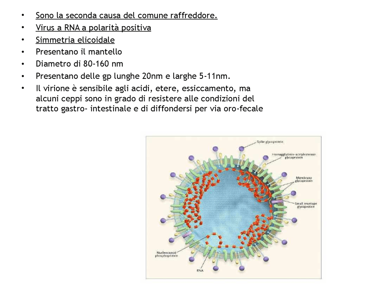 Slide Di Microbiologia Slide Di Microbiologia E Batteriologia Docsity