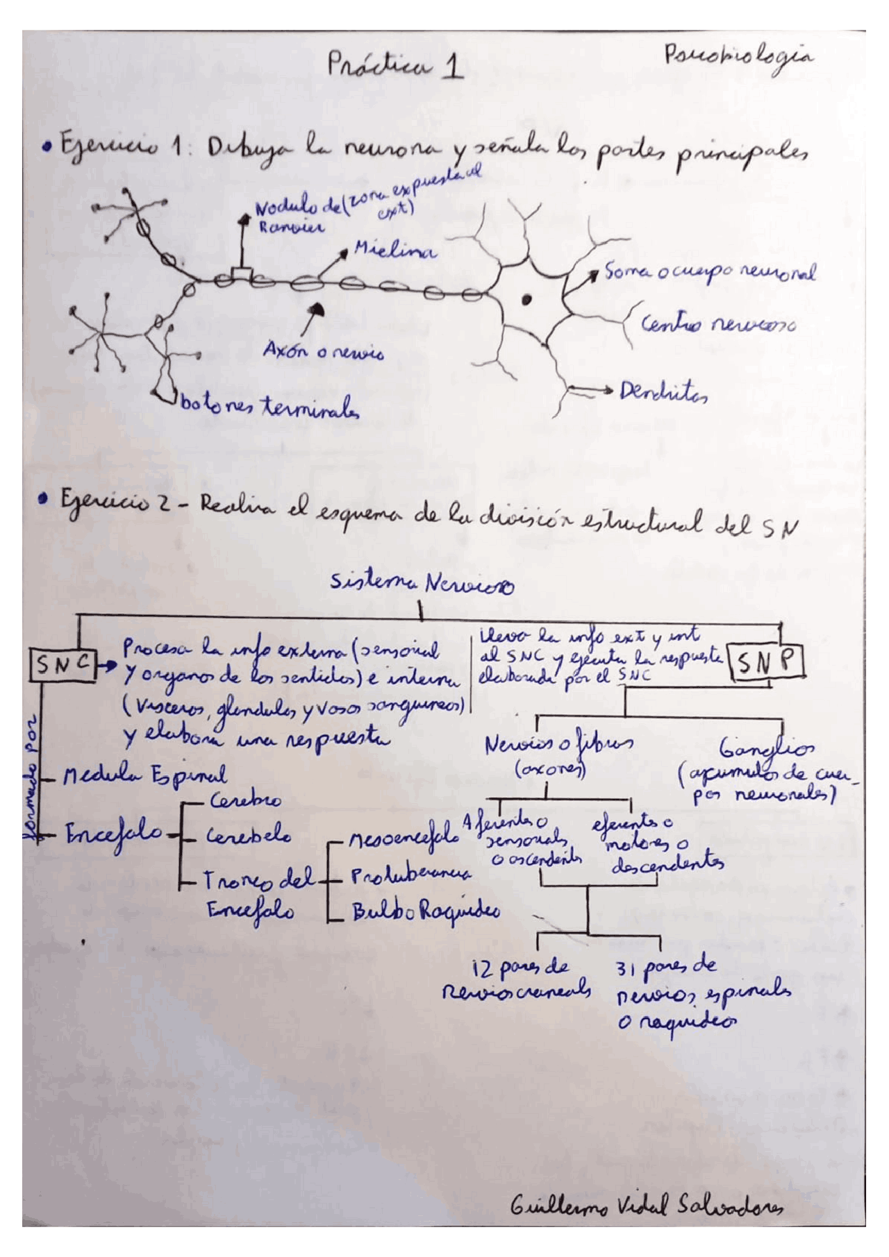 Practica 1 Psicobiologia Ejercicios De Psicobiología Docsity