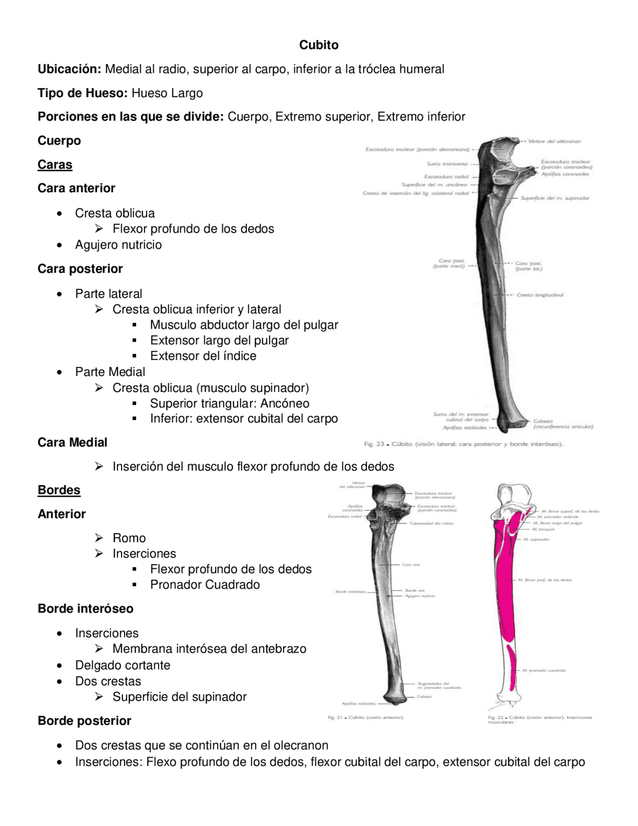 Hueso Cubito Del Miembro Superior Resúmenes De Anatomía Docsity