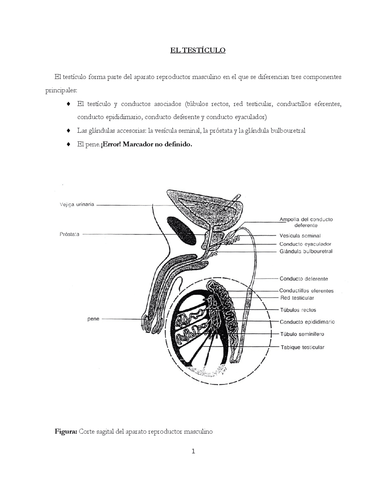 Testiculopdf Resúmenes De Nutrición Docsity