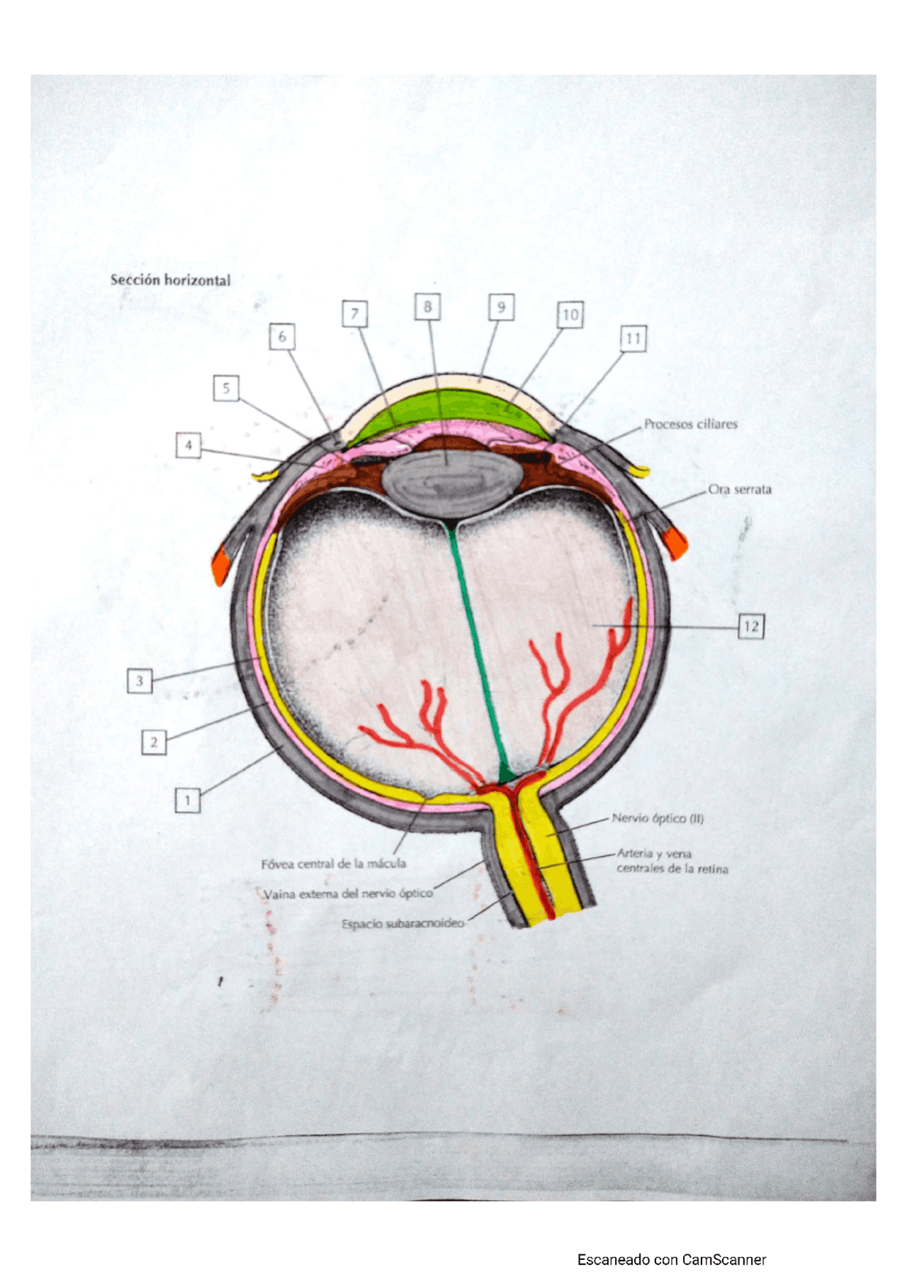 Aparato Visual Esquema | Esquemas y mapas conceptuales de Neuroanatomía ...