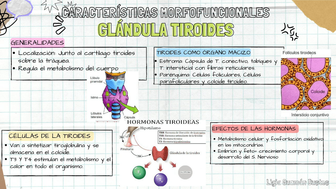 Caracteristicas De Las Glandulas Endocrinas Esquemas Y Mapas