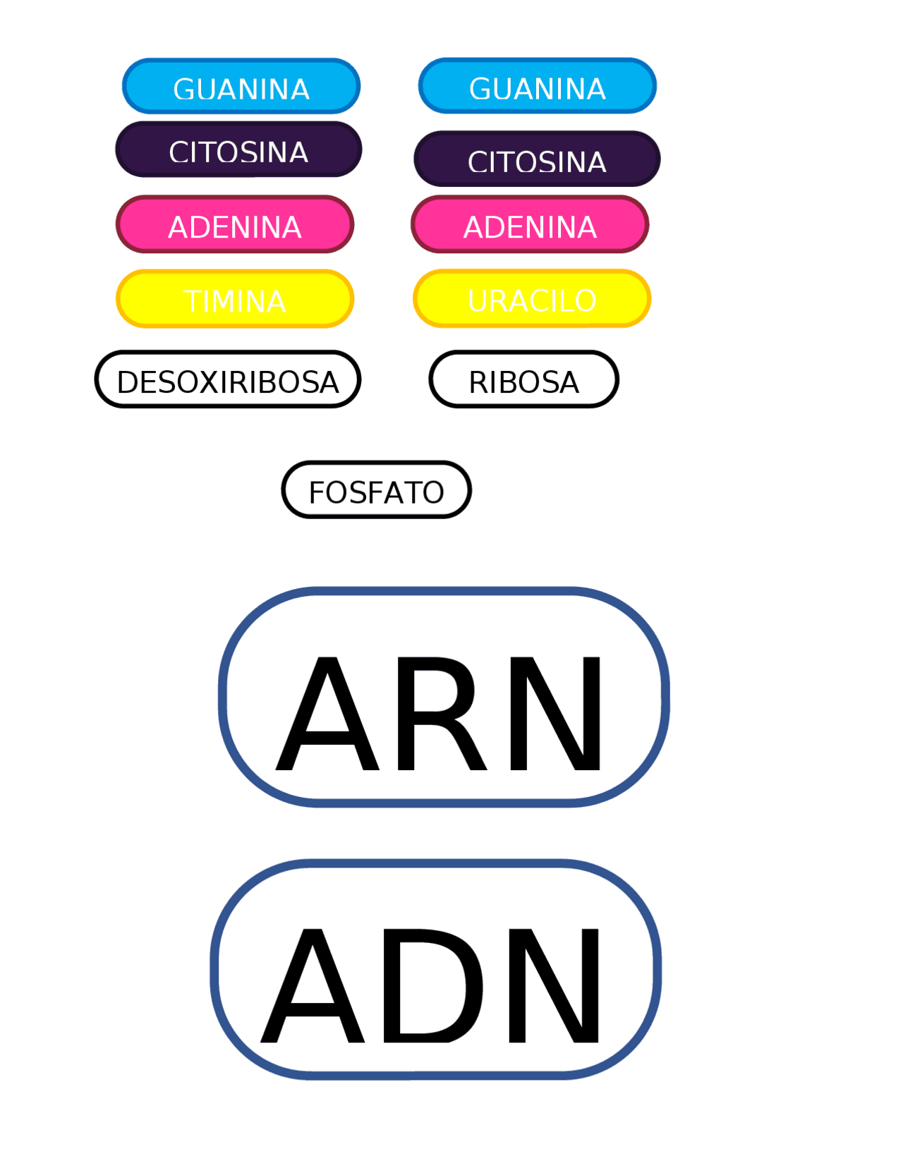 ADN ARN material para realizar la maqueta | Guías, Proyectos ...